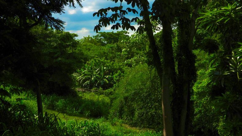 Brasil podría preservar su selva y aumentar producción