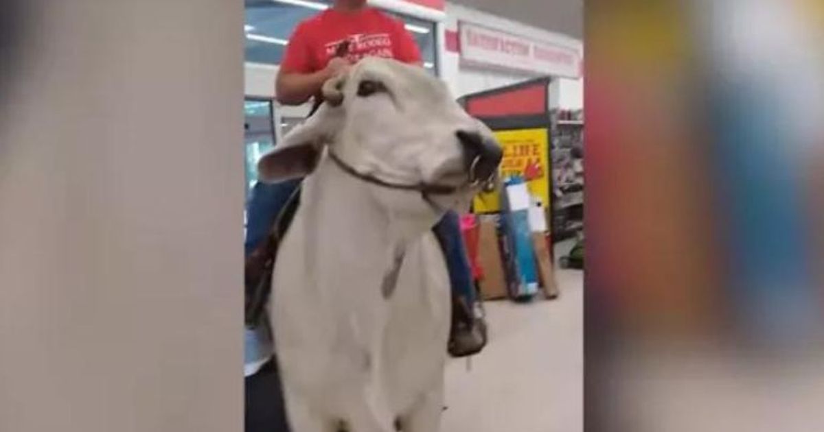 ¡A lomos de un toro!: así entró un cliente a un supermercado en EEUU