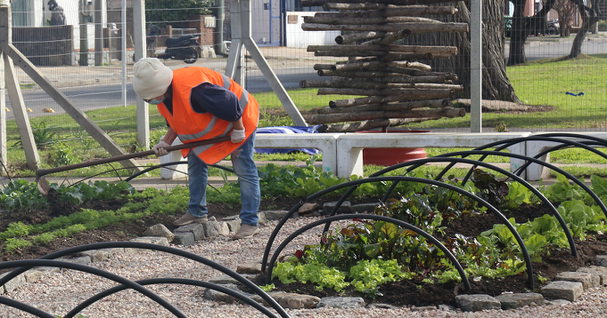 Jornales solidarios: cómo saber quién salió sorteado en cada departamento
