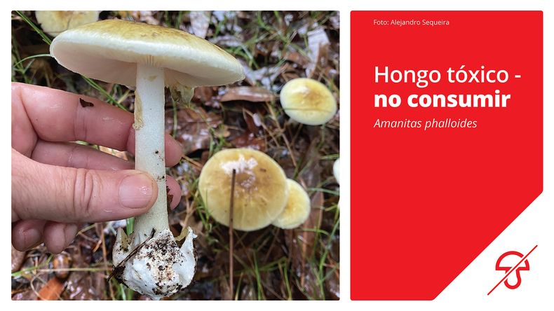 Una a una: estas son las características del hongo conocido como ...