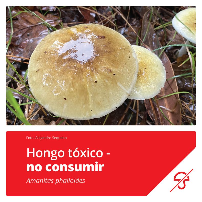 Una a una: estas son las características del hongo conocido como ...