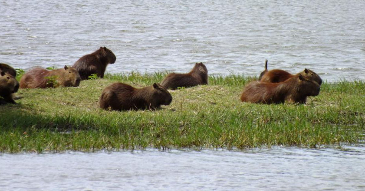 Clasifican como área protegida a humedales e Islas del Hum