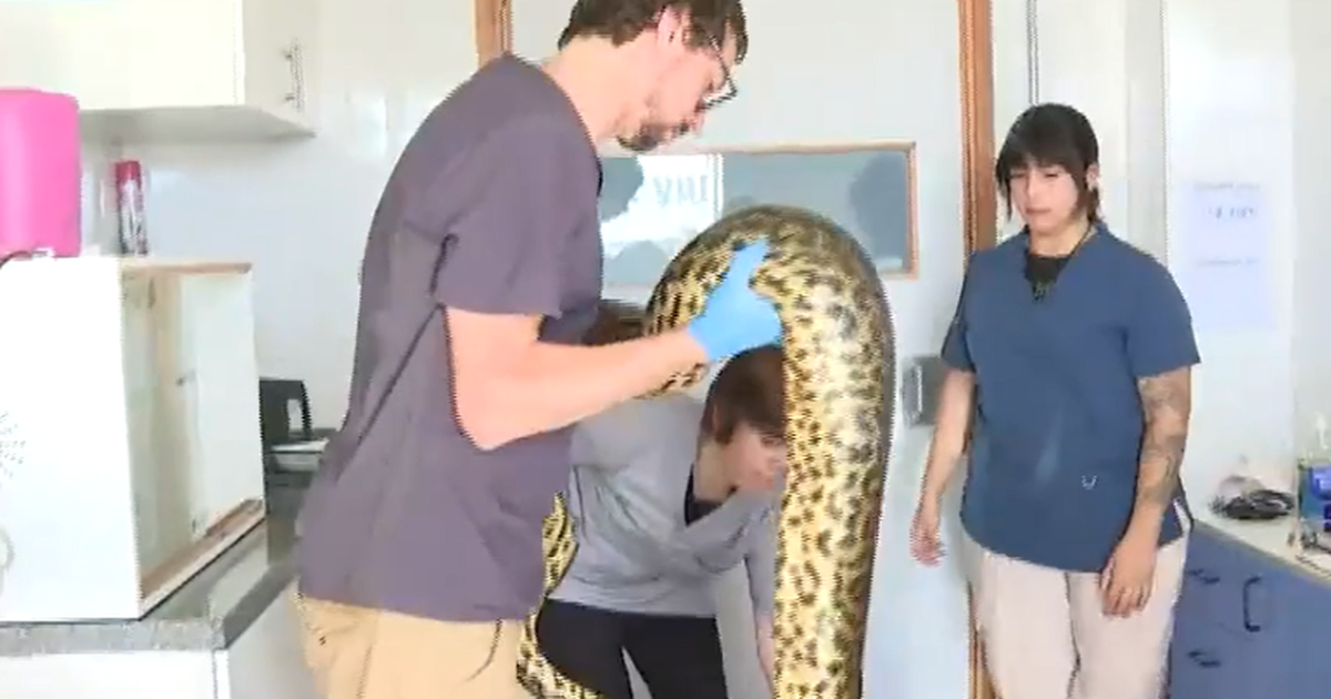 Liberarán anaconda de casi 4 metros hallada en Nueva Palmira