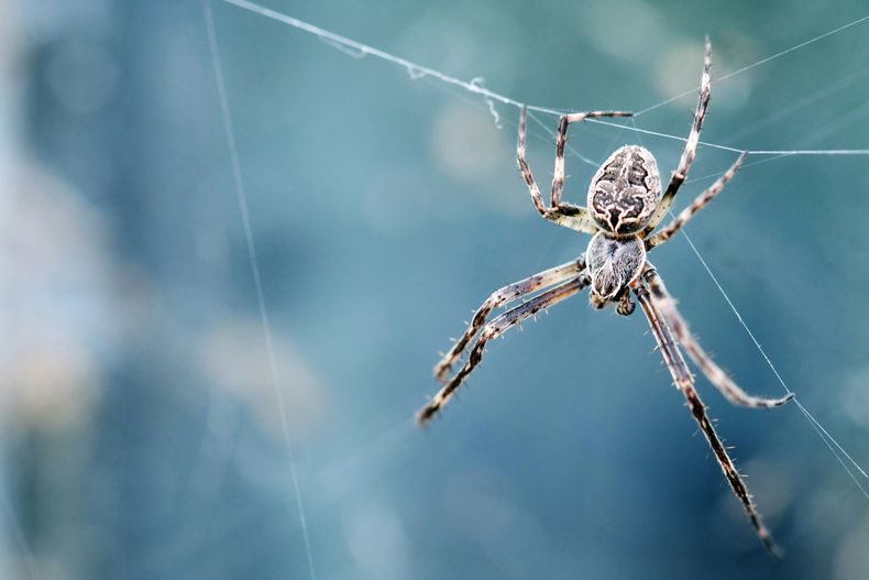 Decomisan Más De Mil Arañas Venenosas En Francia