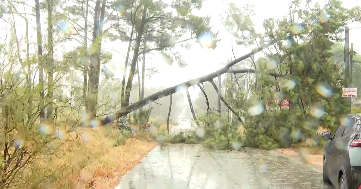 Temporal en Canelones dejó árboles caídos, calles cortadas ...