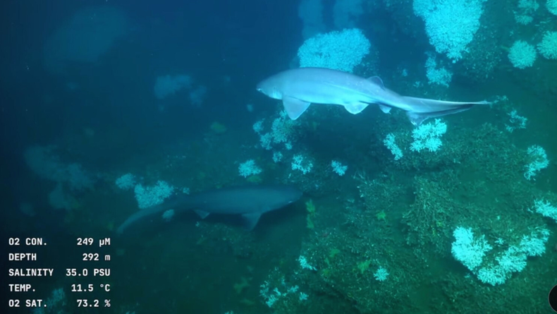 Expedición Uruguay Sub 200: avistan tiburones grises en aguas profundas frente a Cabo Polonio