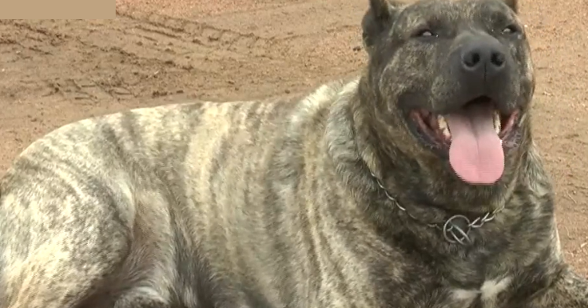Pampero, el perro cimarrón de Cerro Largo, que triunfó en la Rural del ...