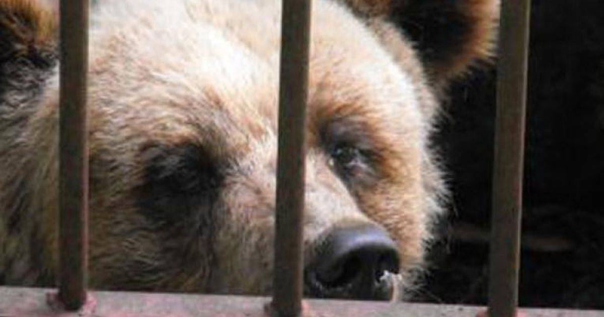 Campaña para liberar a osa mueve las redes