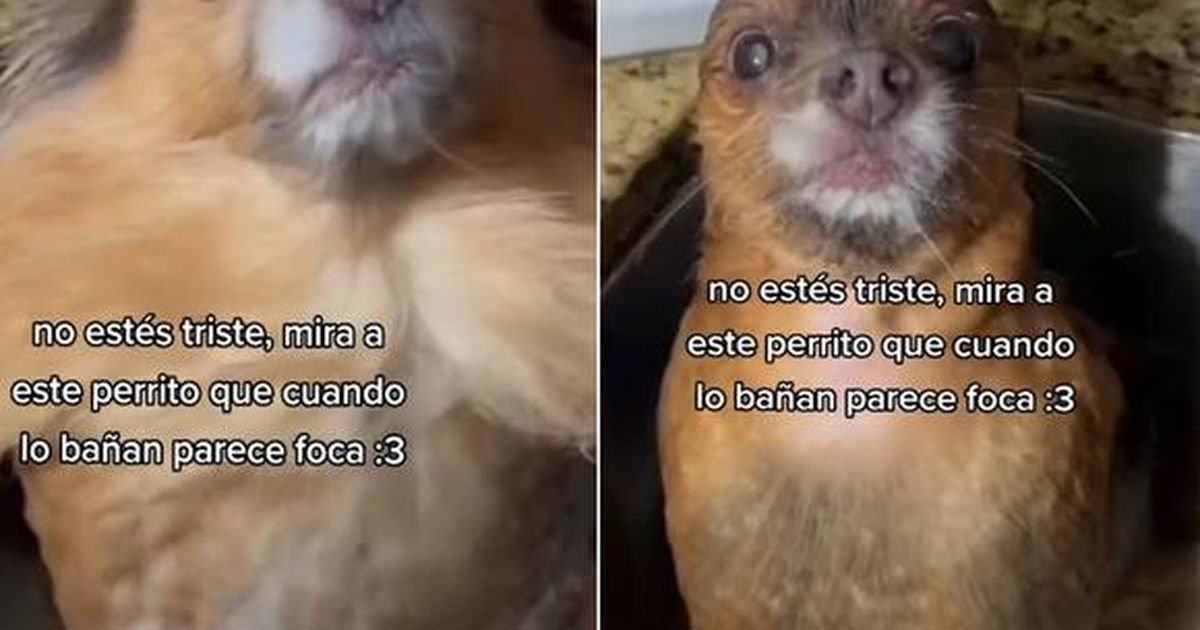 Perro se convierte en foca al ser bañado y es viral
