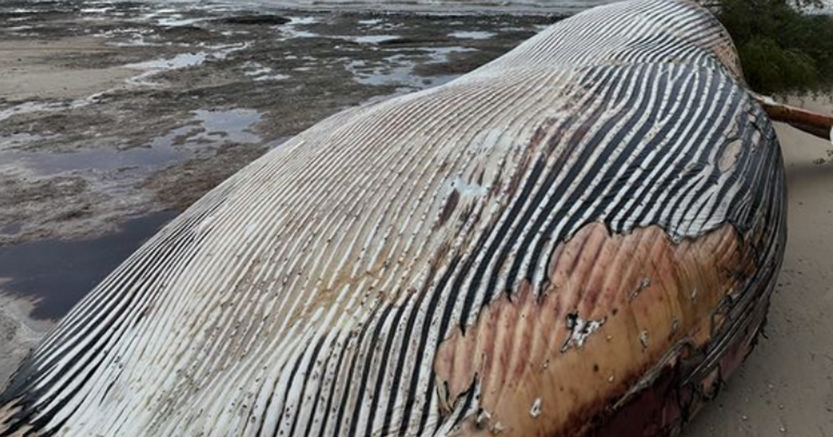 Ballena de 15 metros apareció muerta en playa de Colonia