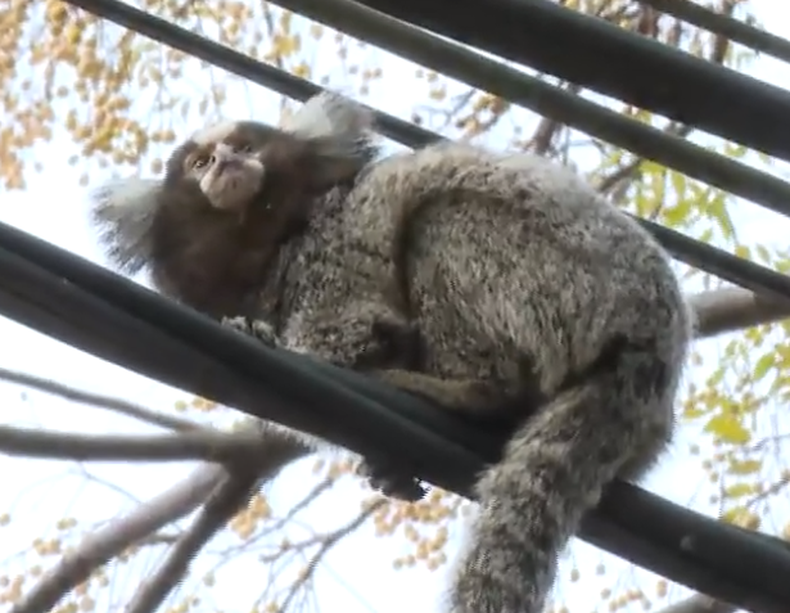 El mono suelto en La Unión irá a una reserva