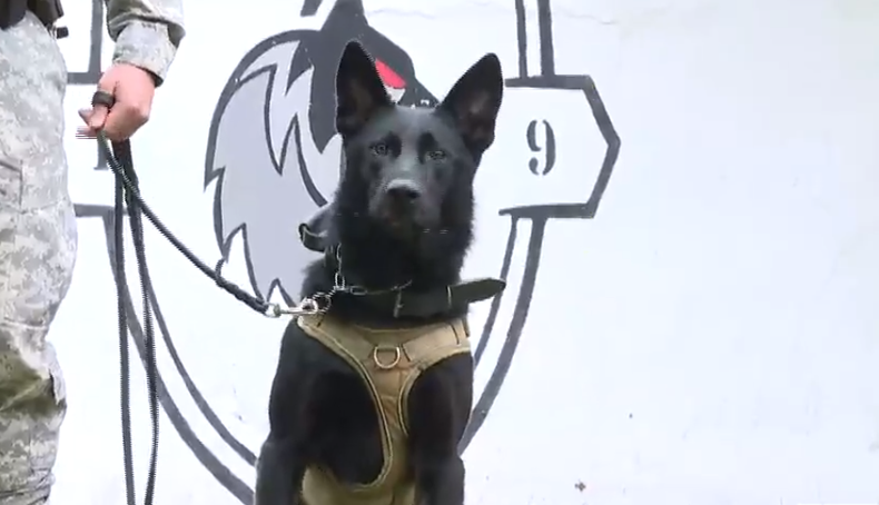 Así es el entrenamiento de los perros que buscan drogas, explosivos y ...