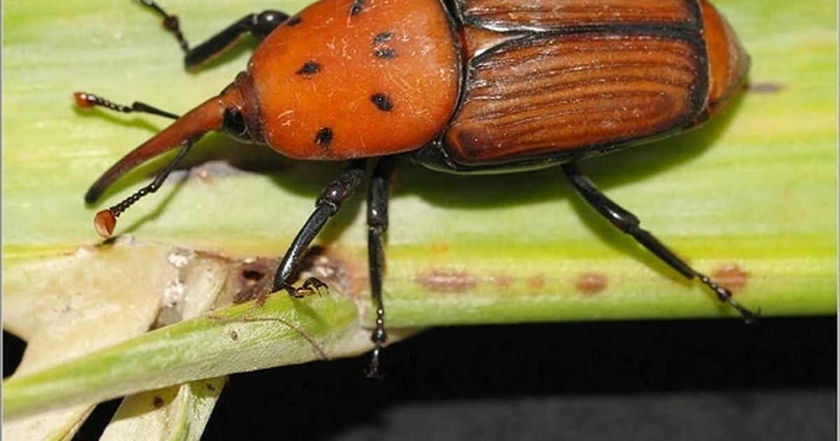 Picudo rojo: El Gobierno creó comisión especial para el combate de la plaga