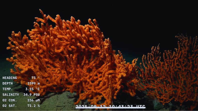 Aunque no lo creas, esta especie es un animal: conocé al coral naranja ...