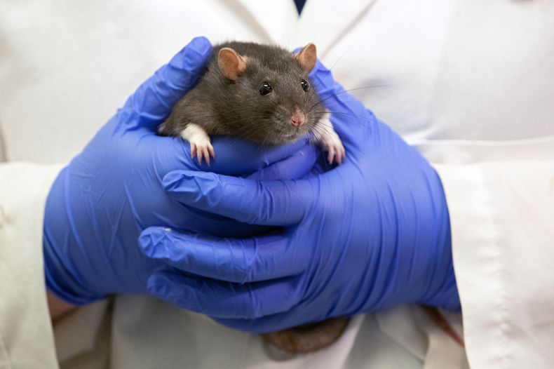 Implantan células cerebrales humanas en ratas para estudiar enfermedades