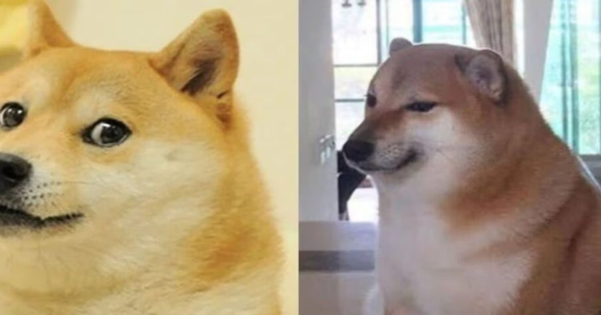 Murió Cheems, el perro que dio origen a infinidad de memes