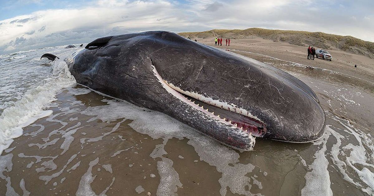 Argentina: Patagonia amanece con 13 ballenas muertas