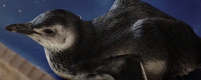 Rescate de Fauna Marina aplica protocolo contra gripe aviar