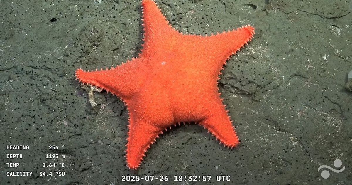 Jasmine tea onlyfans leaked nya had been on my mind for a