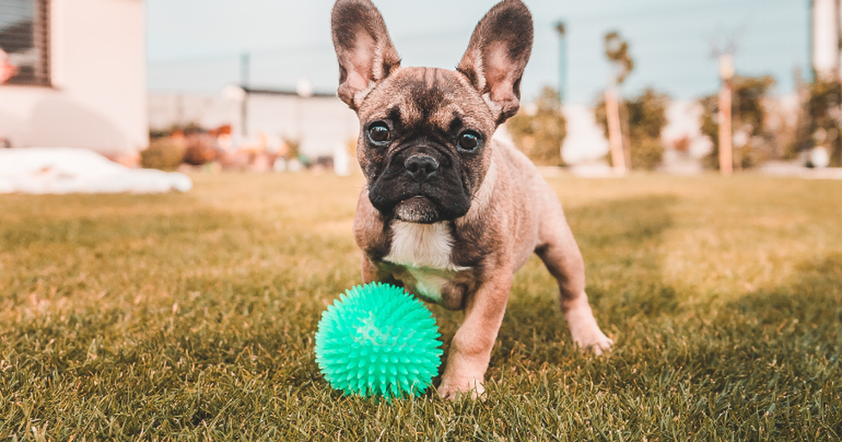 Plataforma Animalista advierte por aumento de robo de perros