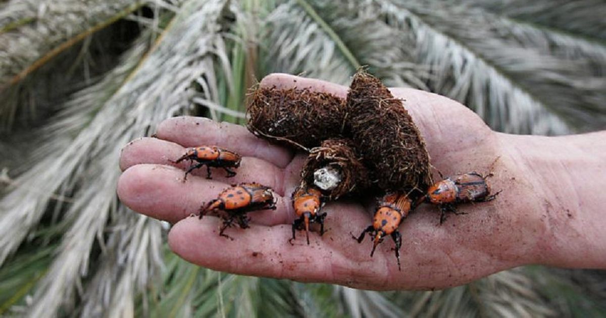 El picudo rojo en Uruguay: una plaga fuera de control que amenaza las ...