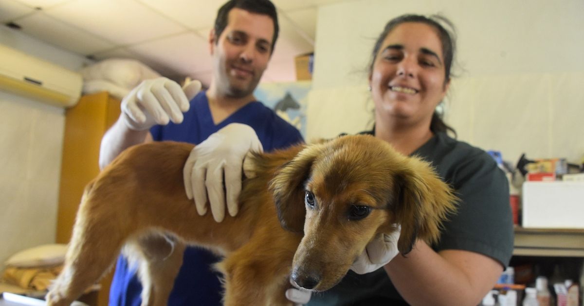 INBA superó los 100.000 animales chipeados