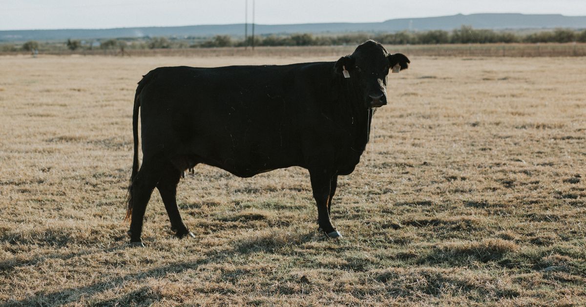 Una vaca se vuelve viral gracias a sus gestos de bienvenida