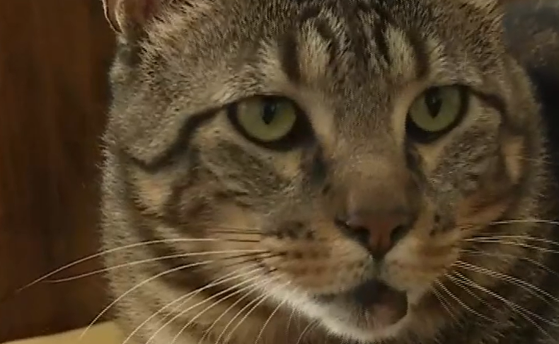 En el Día Internacional del Gato conocemos la historia de Techito, un ...