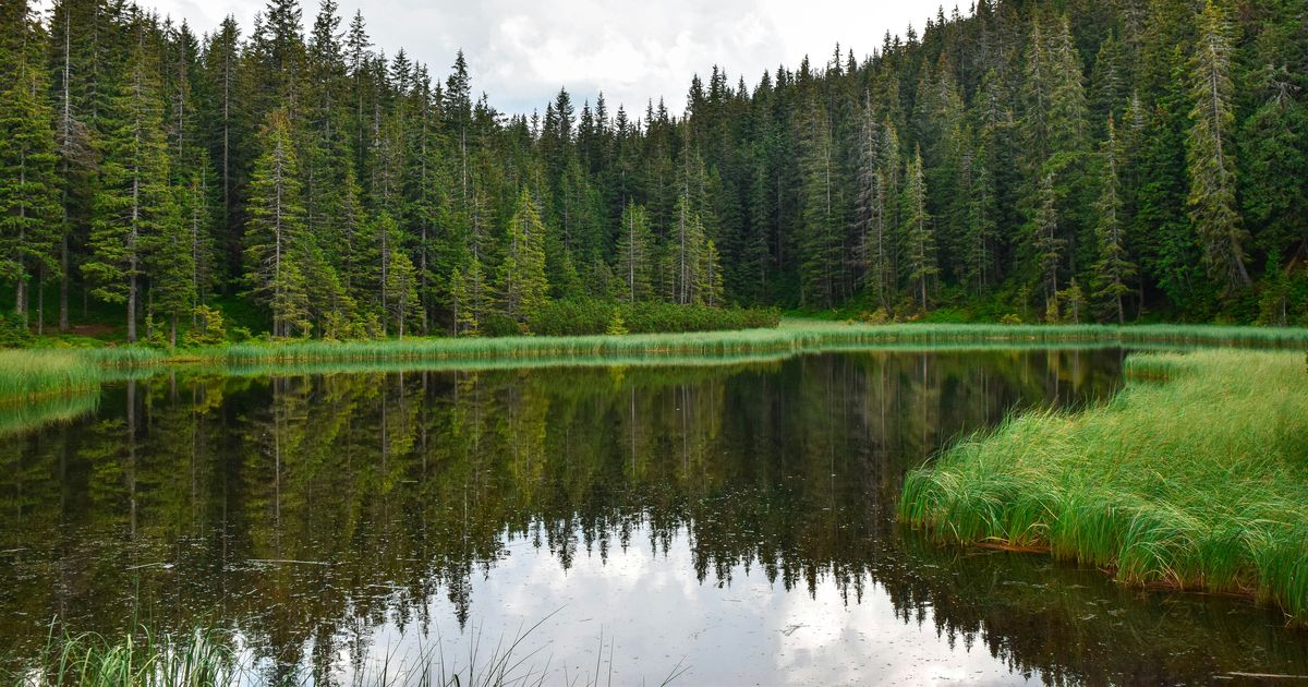 Día Internacional de los Bosques: ¿Por qué se celebra?