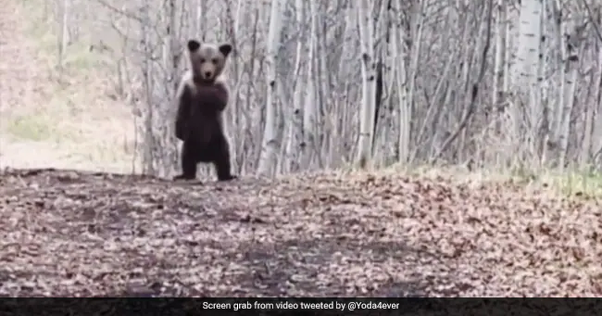 Un osezno bailando en el bosque enternece y arrasa en las redes