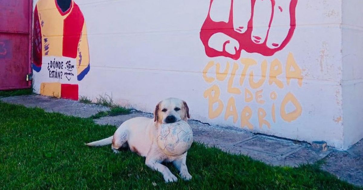 La historia de Fatiga, el perro canchero del club Villa Española