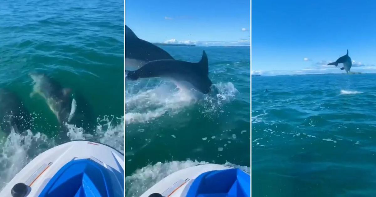 Salió de paseo con un grupo delfines y se hizo viral