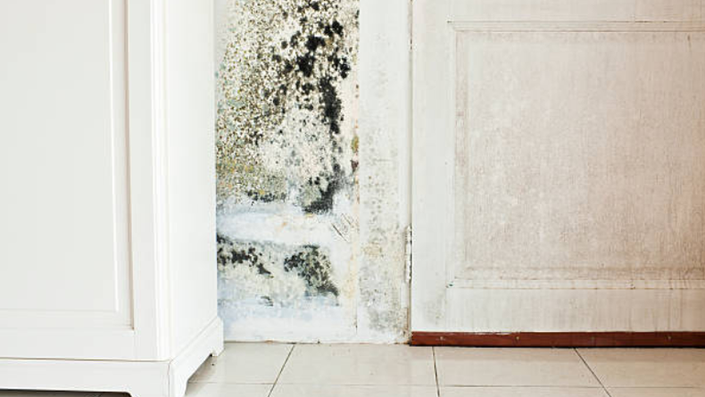 El truco infalible para sacar hongos de la pared