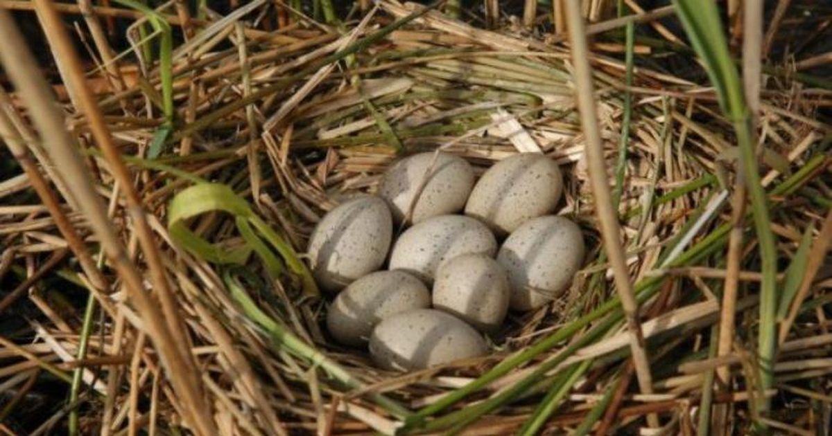 Forma de los huevos de aves depende de su capacidad de vuelo