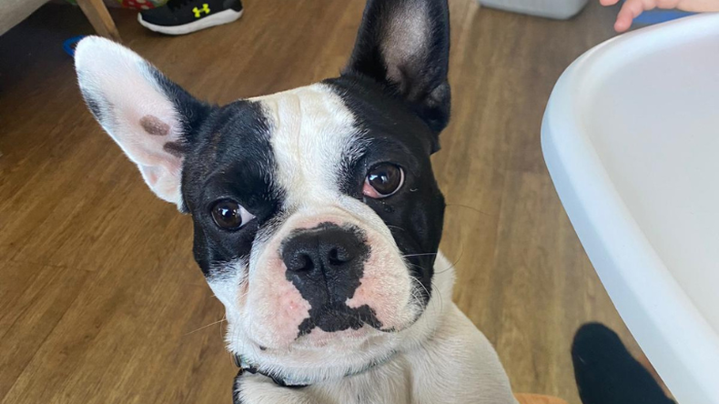 Familia pide ayuda para encontrar perro robado en rapiña