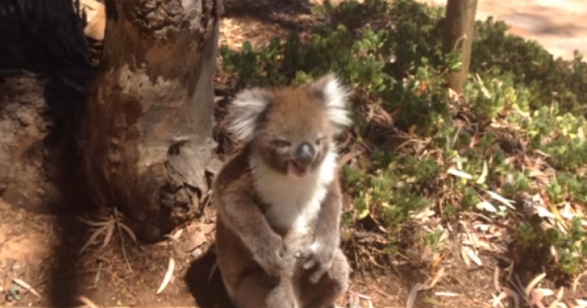 Koala llorando se vuelve viral