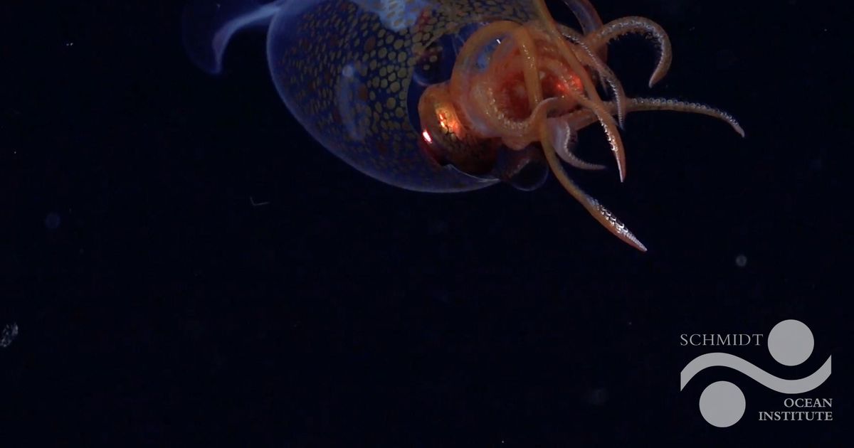 Científicos observaron por primera vez al calamar colosal, un animal ...