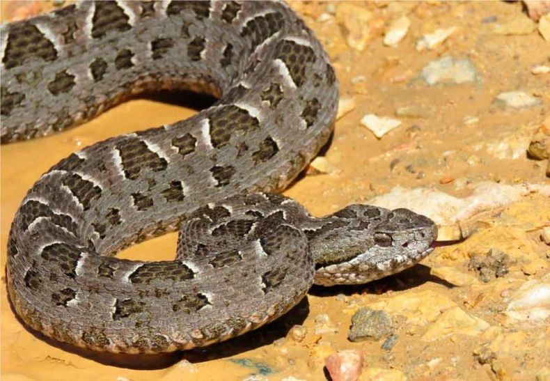 Miembros de Alternatus Uruguay rescataron a una yarará que estaba muy ...