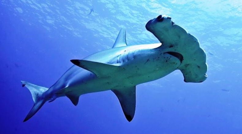 Tiburón martillo intenta cazar mantarraya en la orilla y espanta a turistas