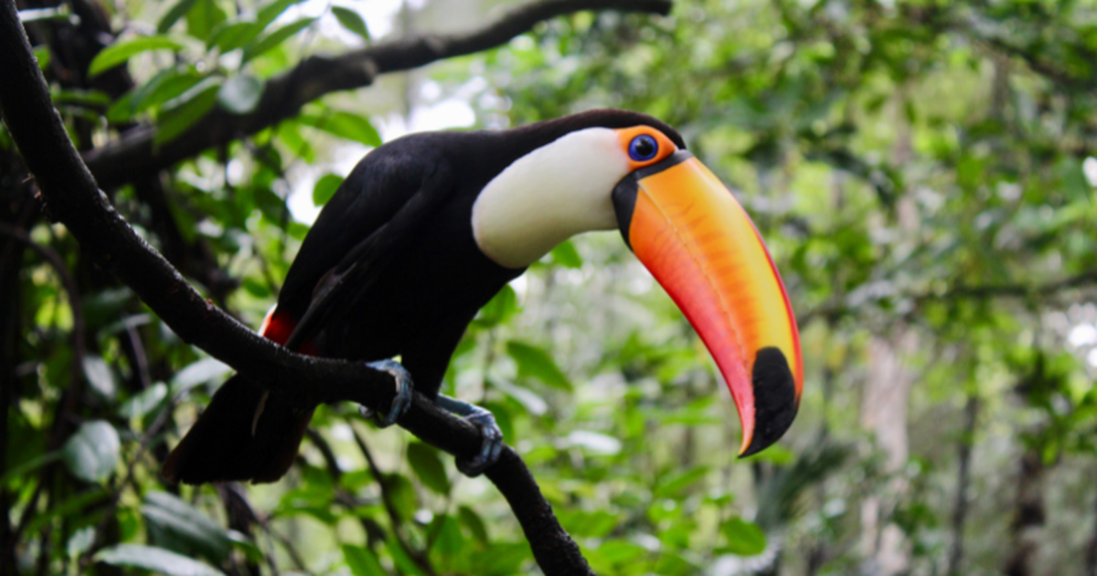 Tucanes sorprendieron a vecinos de Maldonado y Canelones